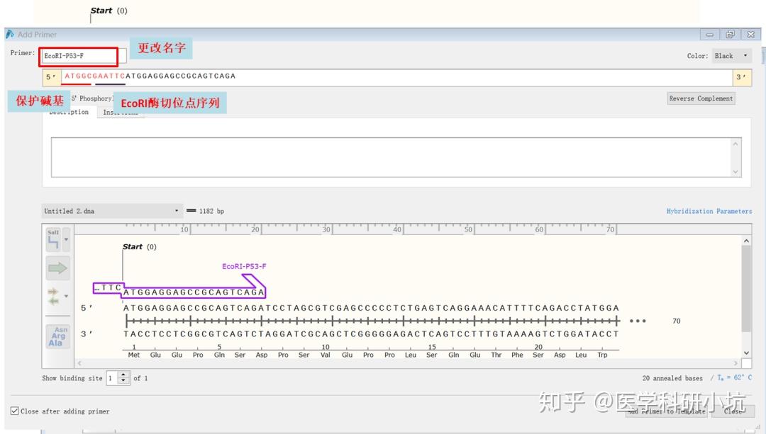 （更新软件版本）分子克隆 ：SnapGene 最全最详细使用教程 - 知乎