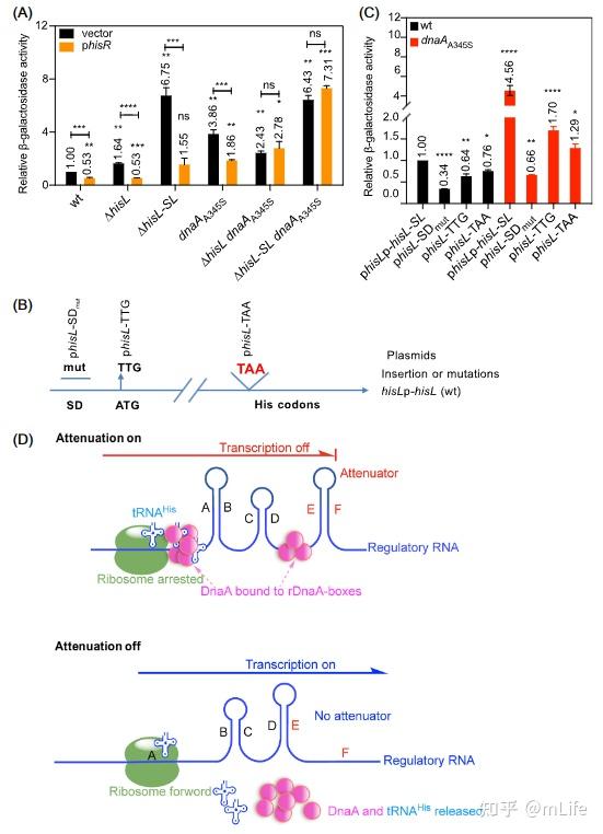 mLife | 开与关的抉择——DnaA蛋白依赖的his操纵子转录衰减核糖开关 - 知乎