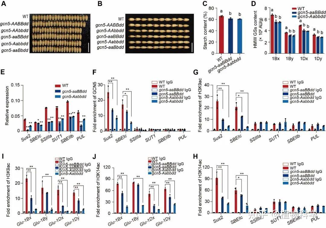 Plant Cell | 中国农业大学农学院小麦研究中心解析转录因子CAMTA2与组蛋白乙酰转移酶GCN5互作共同调控小麦粒重的分子机制 - 知乎
