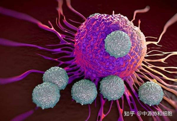 抗癌四大法宝：CIK细胞、DC细胞、NK细胞、CTL/TCR,你分得清吗？ - 知乎