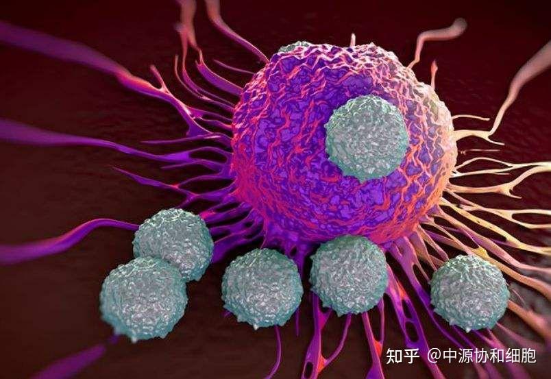 抗癌四大法宝：CIK细胞、DC细胞、NK细胞、CTL/TCR,你分得清吗？ - 知乎