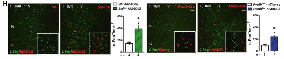 【文献解读】摆脱抑郁！抑制mPFC的GABA能中间神经元让你和抑郁症说再见 - 知乎