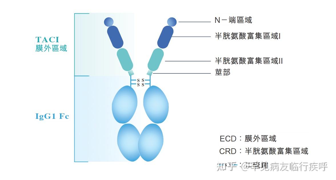 注射用泰它西普说明书系统性红斑狼疮SLE泰爱®Telitacicept for Injection请仔细阅读说明书并在医师指导下使用 ...