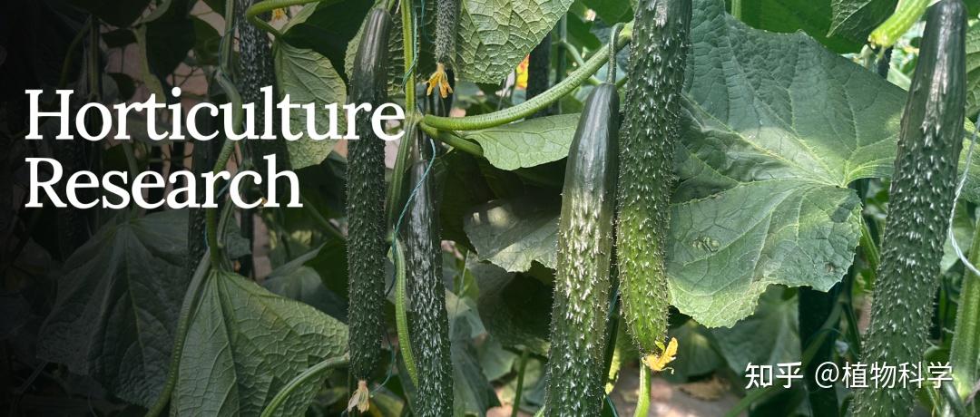 中国农业大学眭晓蕾课题组揭示苹果酸脱羧酶CsNADP-ME2介导黄瓜果实碳和氨基酸代谢平衡的作用机制 - 知乎