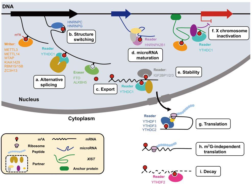 Cell Research连续发表的三篇m6A相关综述，很多关键问题仍有待解决 - 知乎