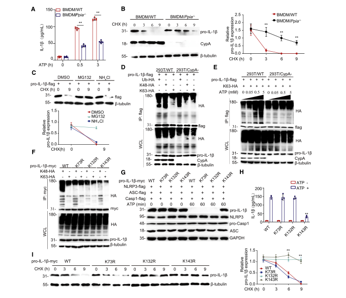 【文献解读】促炎因子CypA在炎症研究中用到的典型材料及方法 - 知乎
