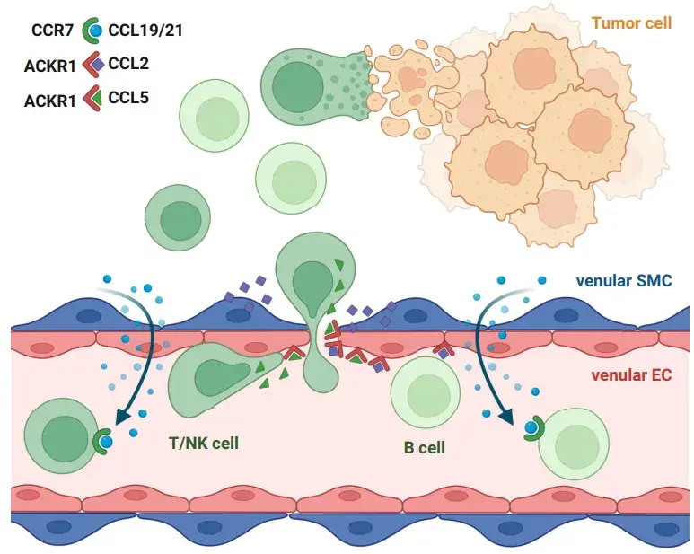 Nat Commun | Stereo-seq助力绘制乳腺癌空间图谱，揭示免疫浸润的微静脉调节机制 - 知乎