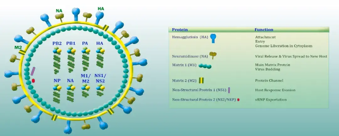 全球首例牛传人禽流感病例报道：深度解析H5N1病毒的挑战与防控新策略 - 知乎