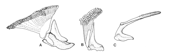 【地球演义】鲛腾记2：形 - 知乎