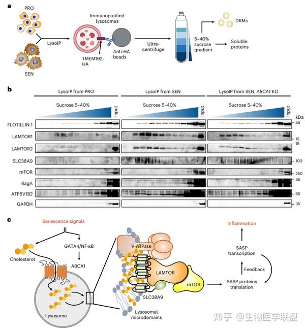 Nature metabolism| ABCA1通过调节胆固醇代谢调节mTORC1活性参与衰老和炎症反应 - 知乎