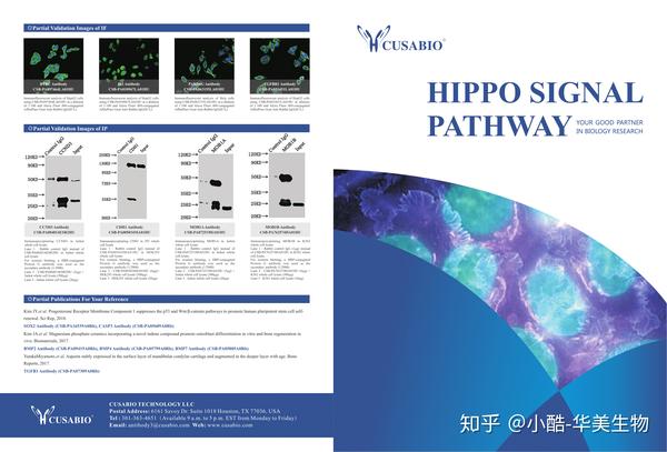 Hippo信号通路 - 知乎