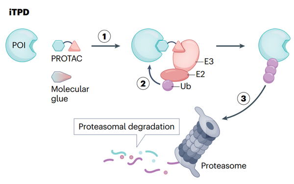 浅析PROTAC、分子胶靶向蛋白降解与靶向蛋白稳定技术 - 知乎