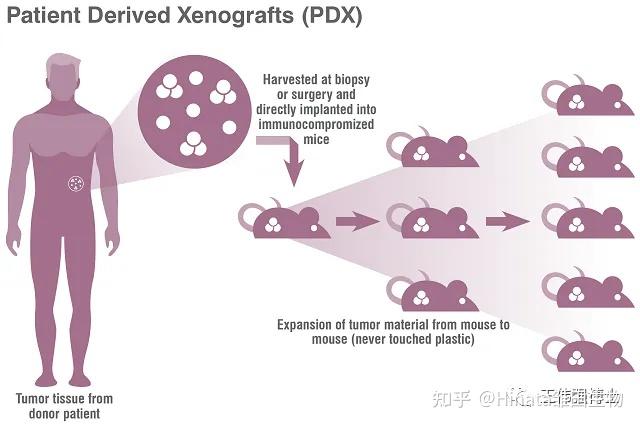 肿瘤CDX模型与PDX模型的区别及对新药临床阶段研发的价值 - 知乎