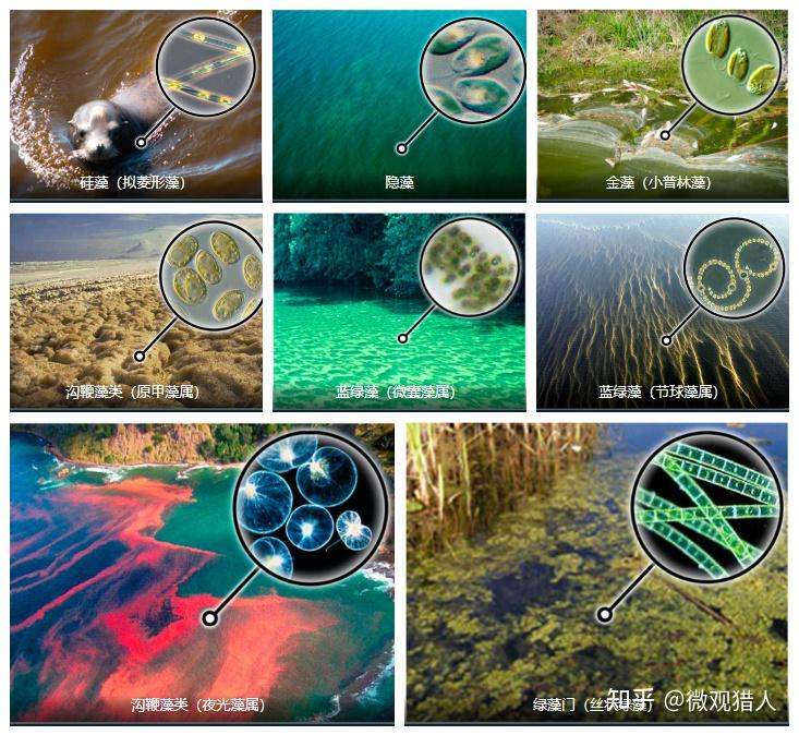 显微基础丨微生物观察方法 - 知乎