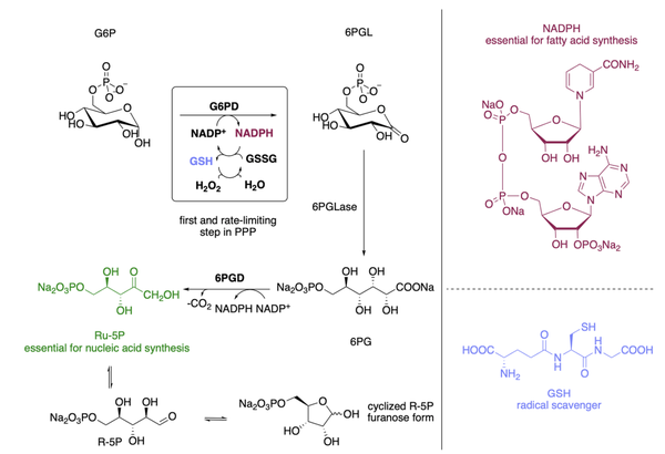 J. Med. Chem. | G6PD小分子抑制剂：抗肿瘤、抗炎和抗传染性疾病 - 知乎