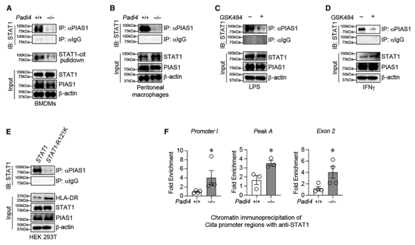 Cell Reports丨PAD4 通过抑制巨噬细胞中的 MHC II 类机制控制肿瘤免疫力 - 知乎