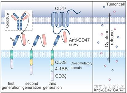 CD47抗体开发技术路线汇总&分析 - 知乎