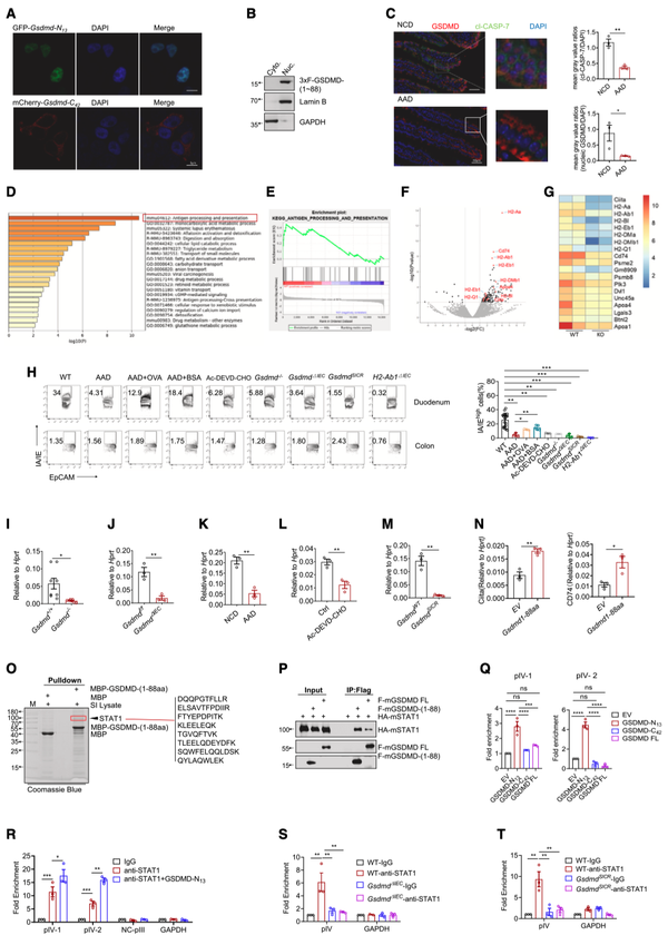Cell丨GSDMD的新片段——与免疫耐受相关 - 知乎