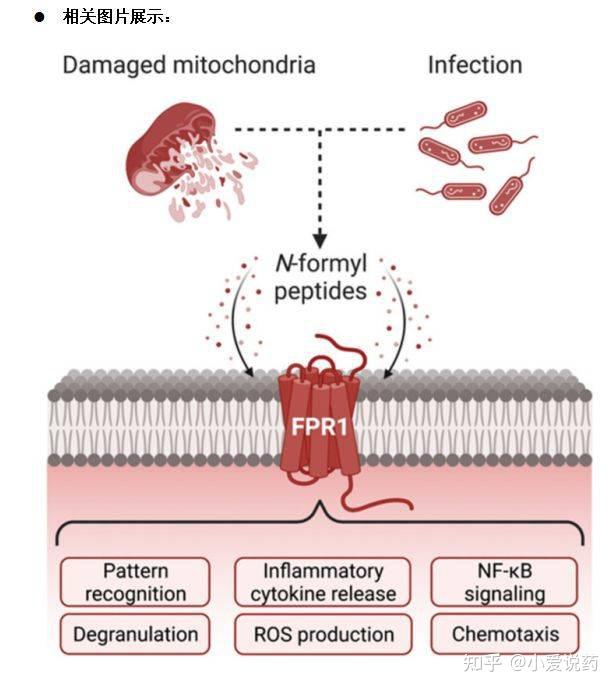 G蛋白偶联受体|FPR1受体|神经炎症|甲酰肽受体 - 知乎