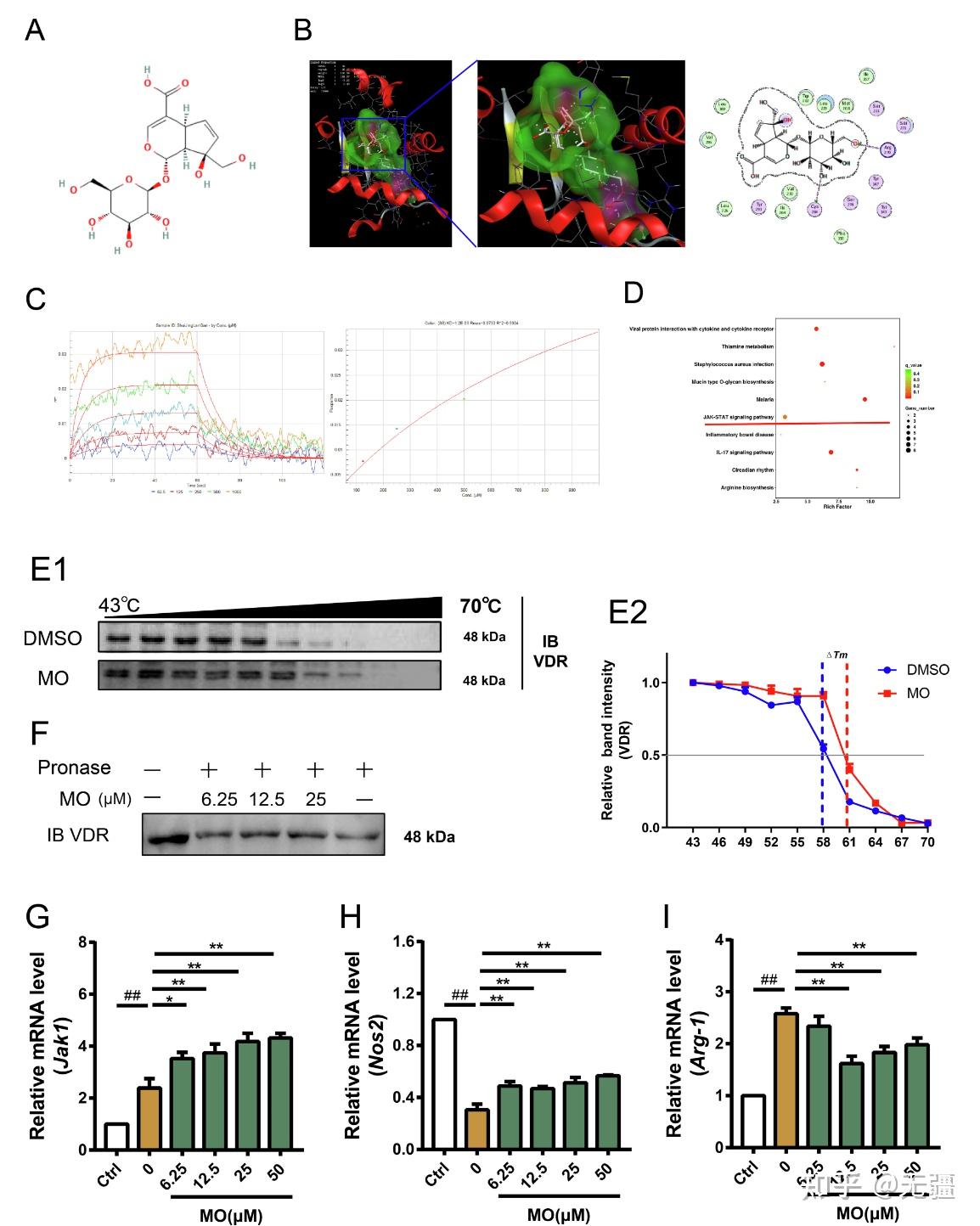 文献速递 水晶兰苷通过VDR / JAK1 / STAT1调控巨噬细胞极化抑制结肠炎相关癌症 - 知乎