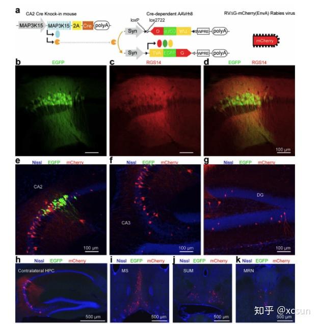 一个神经科学领域非常好的技术问题? - 知乎