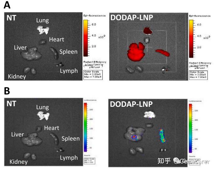 一种新型脂质组合可将pDNA递送到脾脏中的免疫细胞 - 知乎