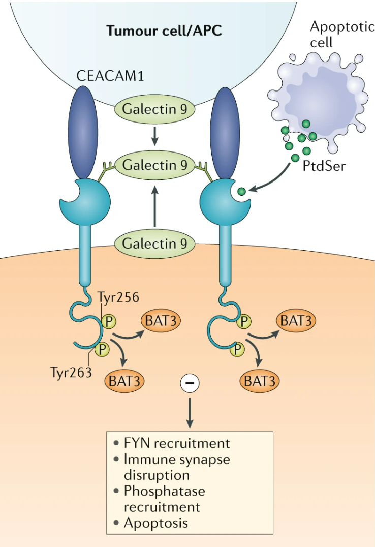阿斯利康：PD1/TIM3双抗报临床！国内仅1家布局 - 知乎