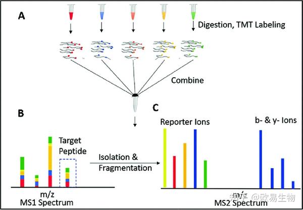 一文了解DIA、TMT/iTRAQ、传统Label free蛋白组学区别在哪？ - 知乎