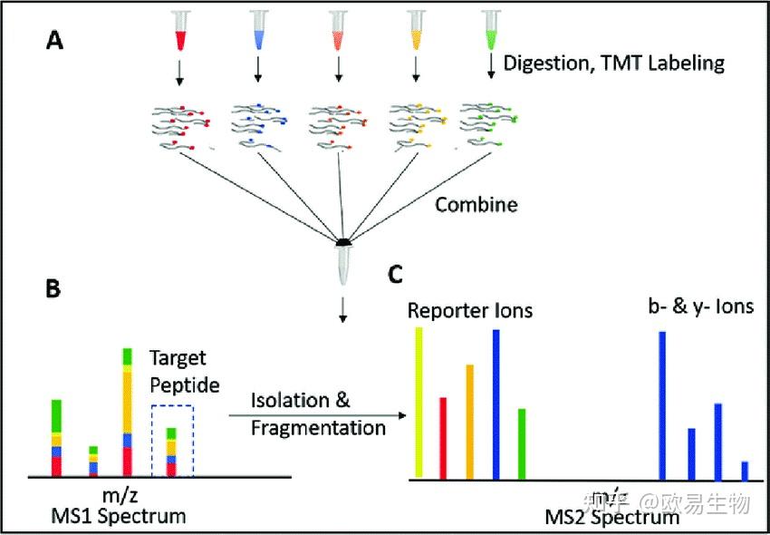 一文了解DIA、TMT/iTRAQ、传统Label free蛋白组学区别在哪？ - 知乎
