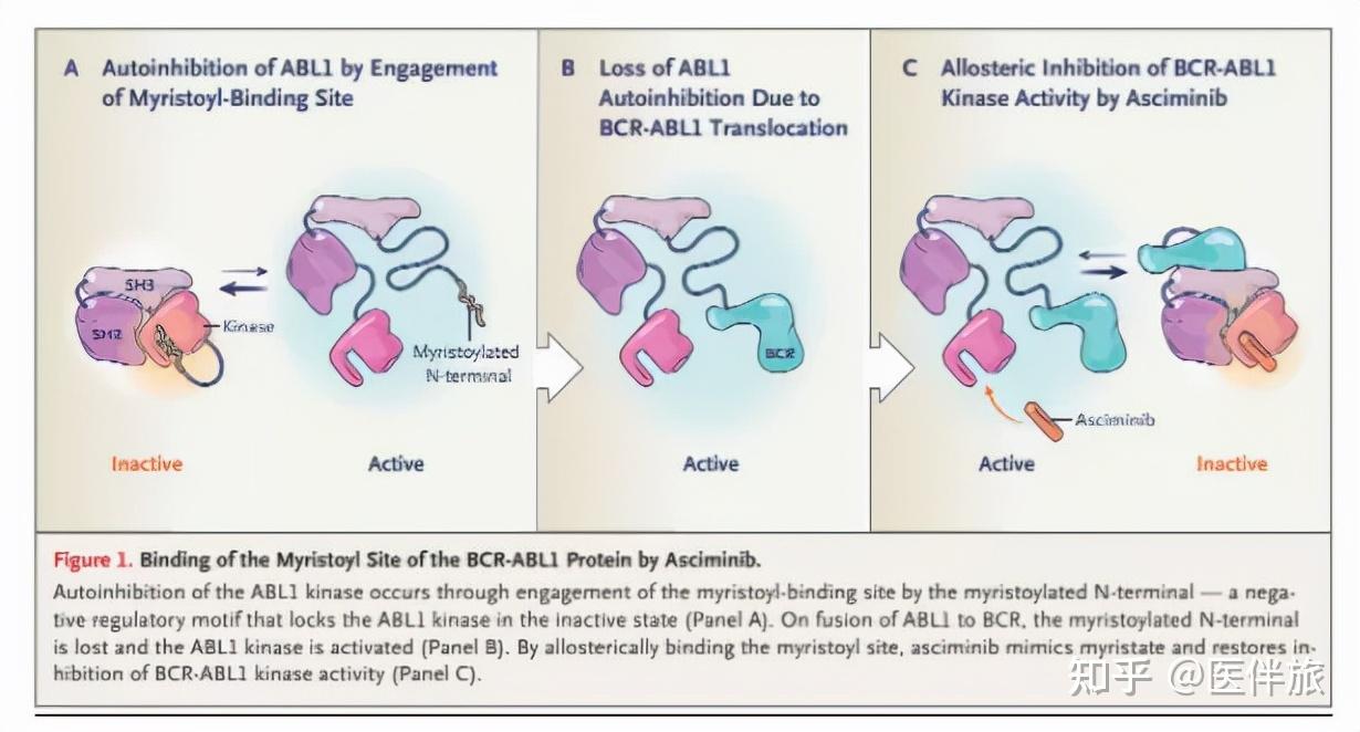 Asciminib获FDA两项批准，用于治疗Ph+慢性髓系白血病 - 知乎