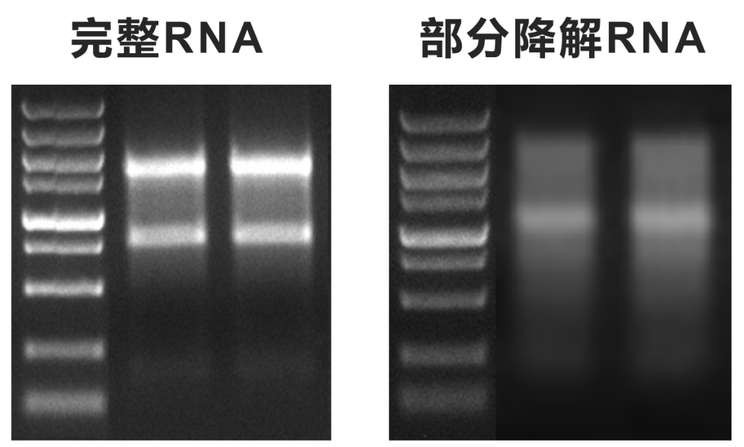 get小技巧，带你玩转RNA提取&反转录 - 知乎