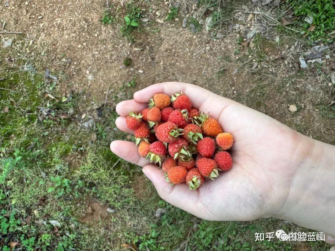 长沙你不得不去的地方（4）——长沙最美城市森林公园象鼻窝 - 知乎