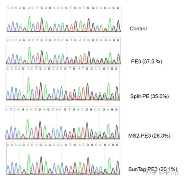 分离式的prime editor系统的灵活性极大增强，包装尺寸更小！ - 知乎