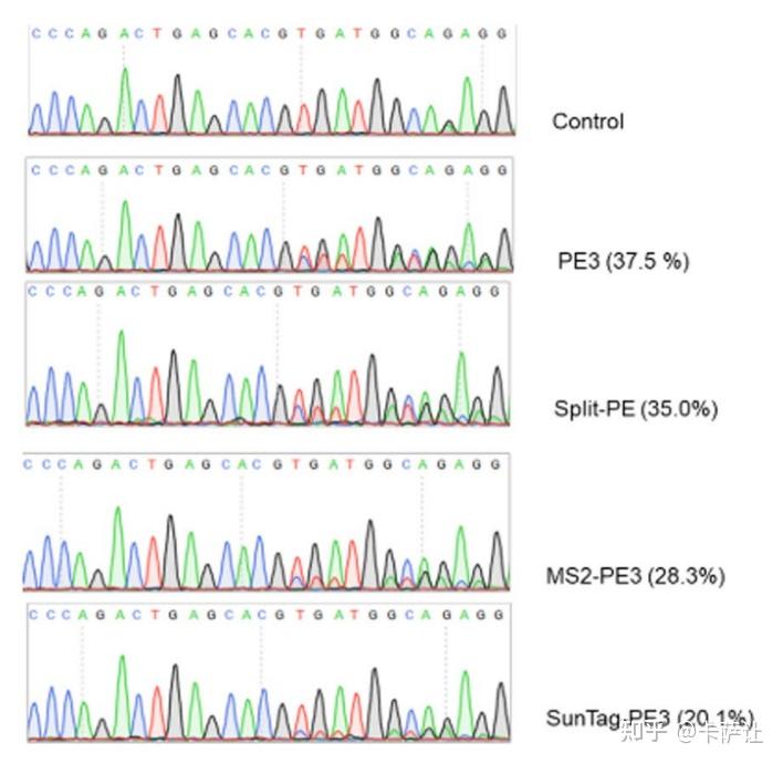 分离式的prime editor系统的灵活性极大增强，包装尺寸更小！ - 知乎