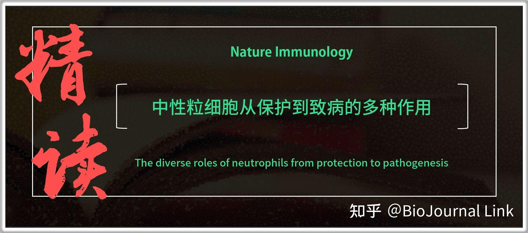 综述精读 | Nat.Immunol. | 中性粒细胞从保护到致病的多种作用 - 知乎