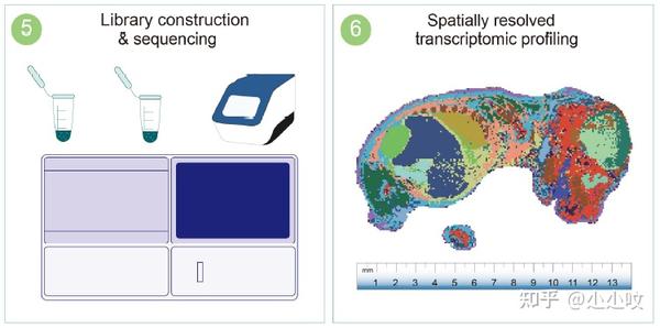 新组学技术 | Stereo-seq：大视场纳米级分辨率时空组学技术 - 知乎