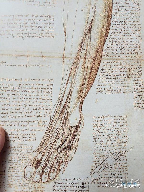 达·芬奇画了许多肌肉、肌腱和脸部等的解剖图 - 知乎