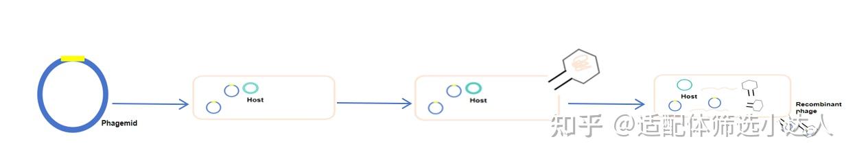 什么是M13噬菌体？ - 知乎