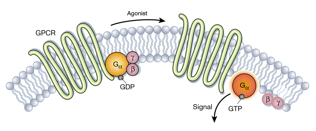 揭开GPRC5D靶点的神秘面纱 - 知乎