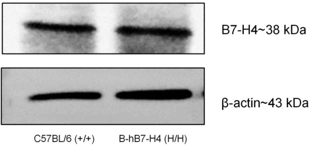 B7-H4 | B7家族又一肿瘤治疗潜力靶点 - 知乎