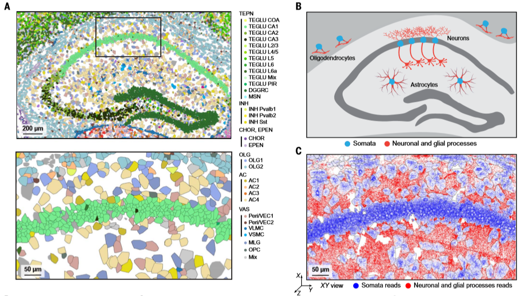 Science | 空间翻译组学测序技术RIBOmap，以单细胞和分子分辨率揭示脑组织翻译调控机制 - 知乎