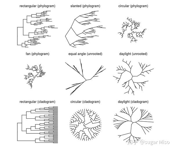 使用ggtree对进化树进行分组美化 - 知乎