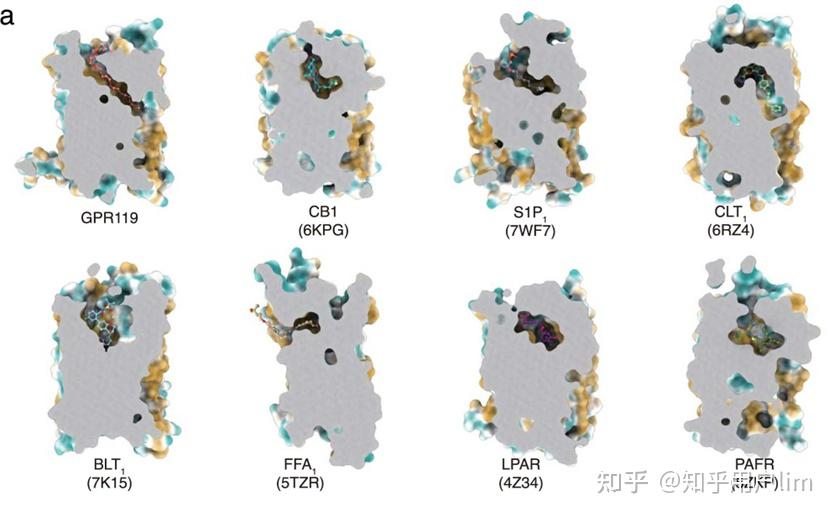 文献解读——孤儿受体GPR119结构解析 - 知乎