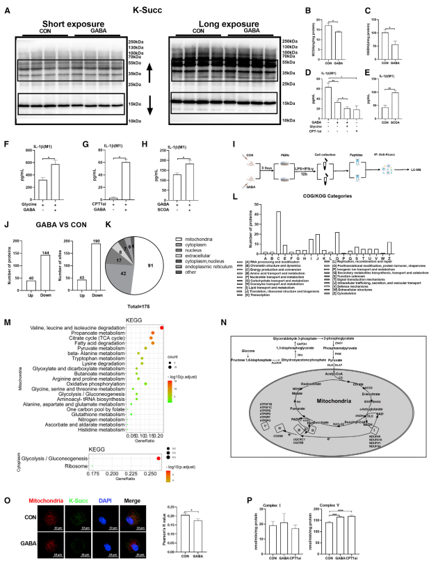 Cell Rep | 任文凯/印遇龙院士团队琥珀酰化修饰组学揭示GABA调控巨噬细胞命运机制 - 知乎
