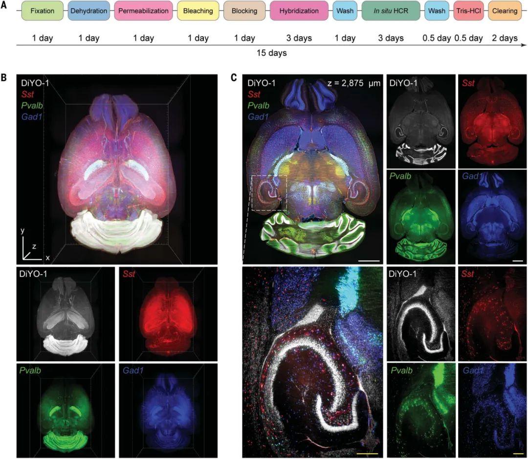 Science：TRISCO让全脑空间转录组测序与脑成像“完美”结合！ - 知乎