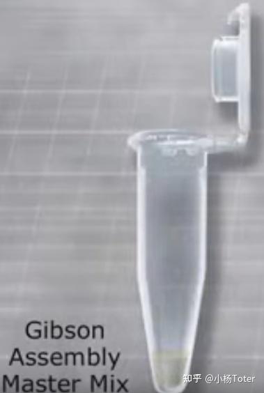 Gibson Assembly原理 - 知乎