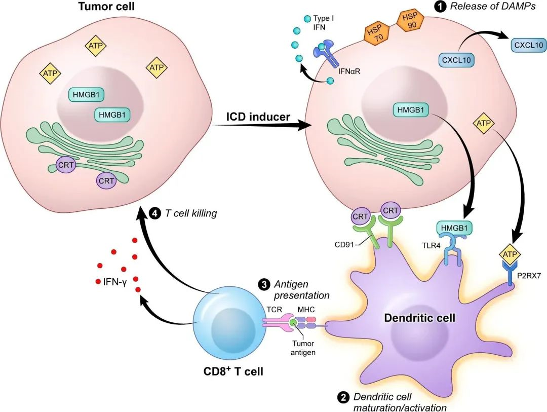 深度解析ADC药物（附临床前研究模型） - 知乎