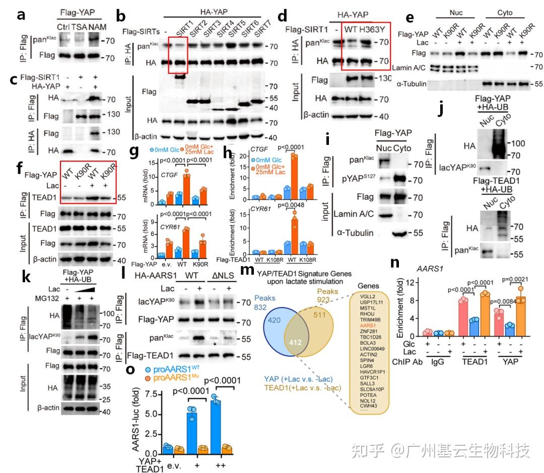 《JCI》解读：肿瘤乳酸化修饰与泛素化修饰对抗！丙烯酰tRNA合成酶AARS1乳酸化修饰YAP复合体促进信号传导 - 知乎