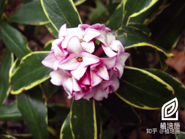 「植培施」要让瑞香长得快，掌握几个养护技巧，明年开花多3倍 - 知乎