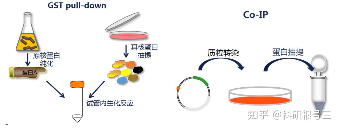 验证蛋白-蛋白相互作用，GST pull-down实验全流程与结果详细解读 - 知乎